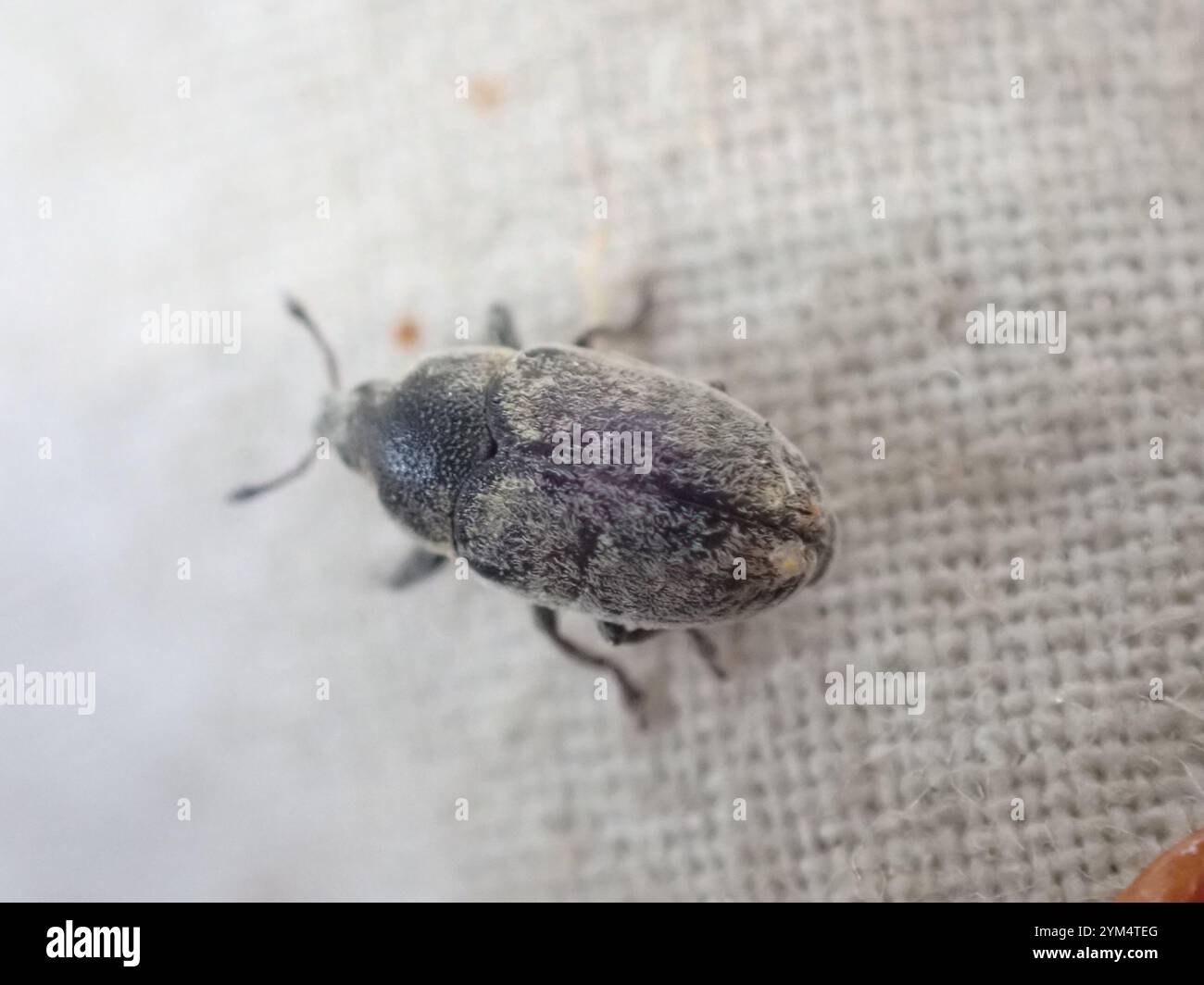 Lesser Knapweed Flower Weevil (Larinus minutus Stock Photo - Alamy