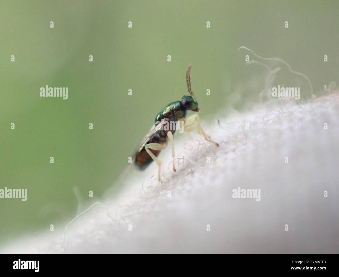 Chalcidoid Wasps (Chalcidoidea Stock Photo - Alamy