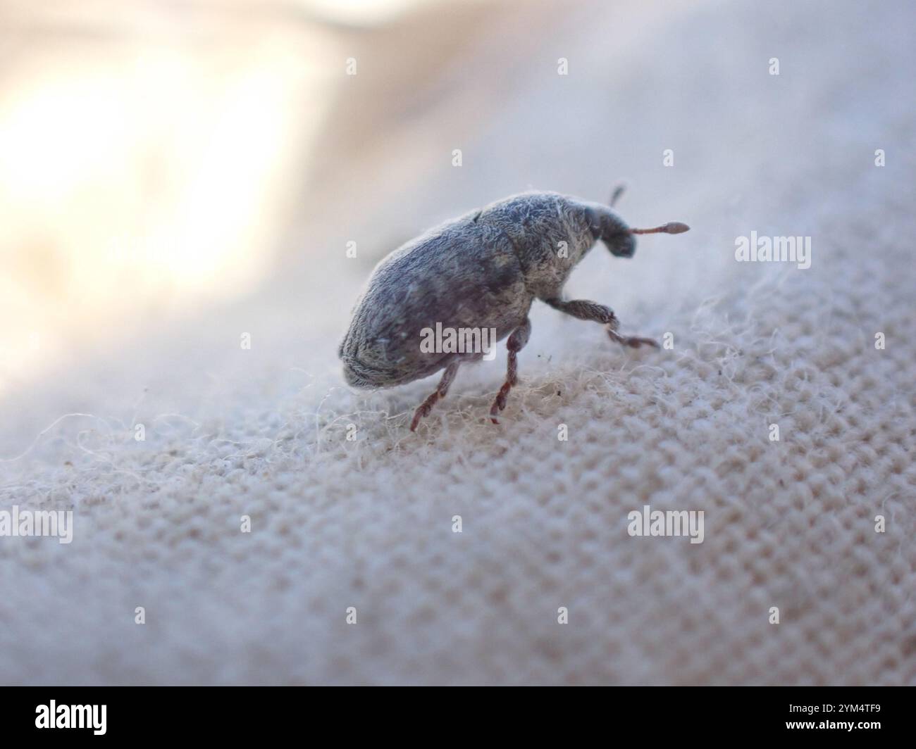 Lesser Knapweed Flower Weevil (Larinus minutus Stock Photo - Alamy