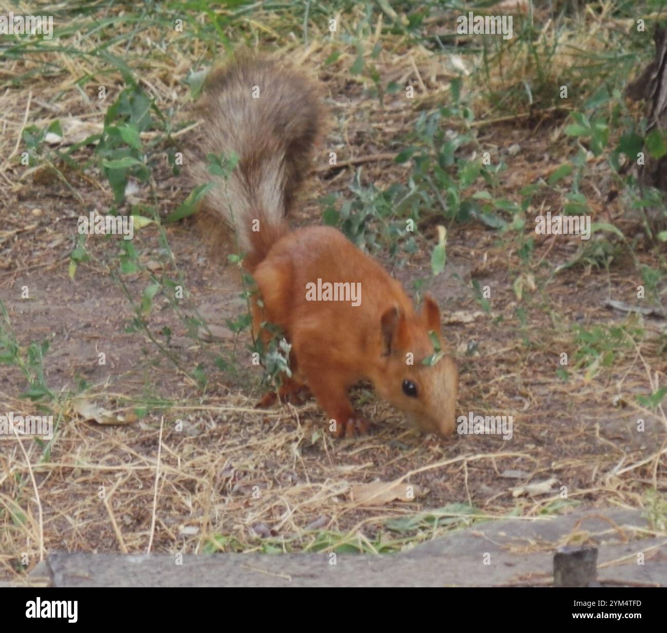 Siberian Red Squirrel (Sciurus vulgaris exalbidus Stock Photo - Alamy