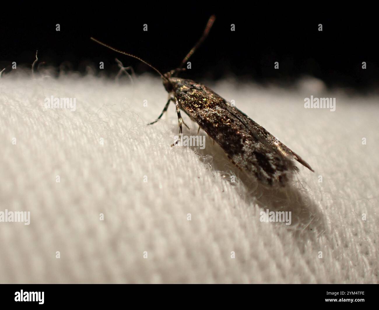Curved-horn Moths (Gelechioidea Stock Photo - Alamy