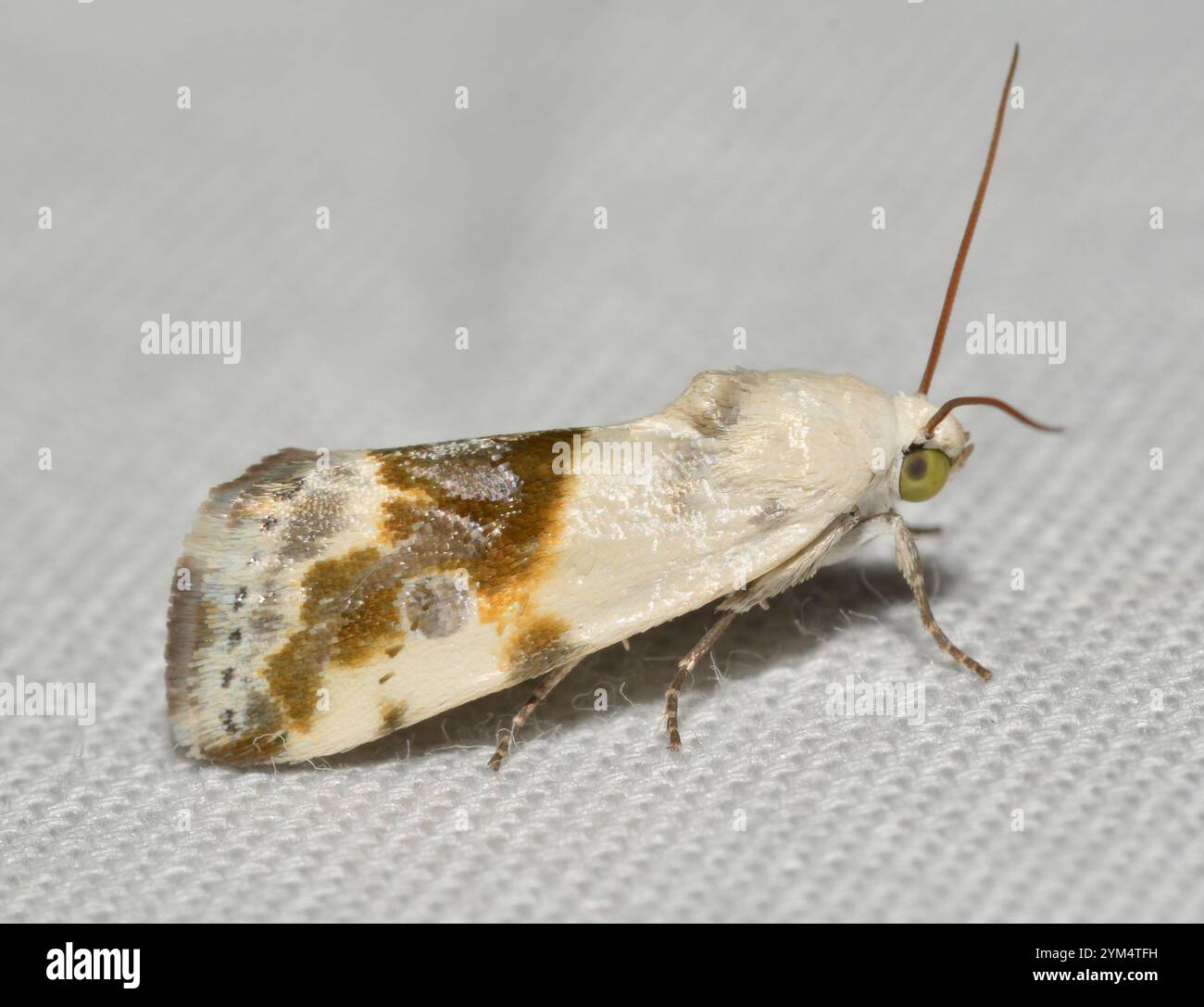 Olive-shaded Bird-dropping Moth (Ponometia candefacta Stock Photo - Alamy