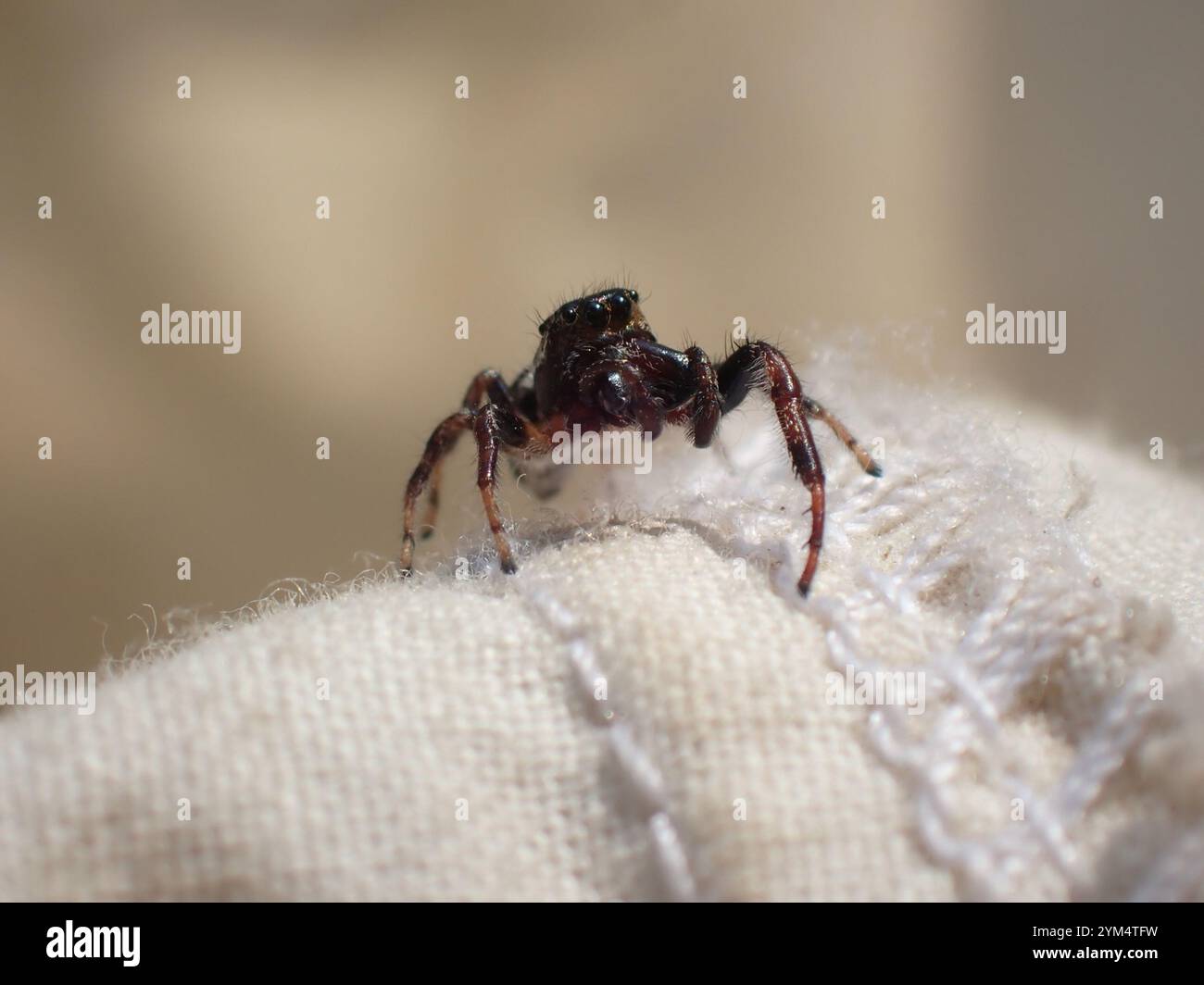 Bronze Jumping Spider (Eris militaris Stock Photo - Alamy