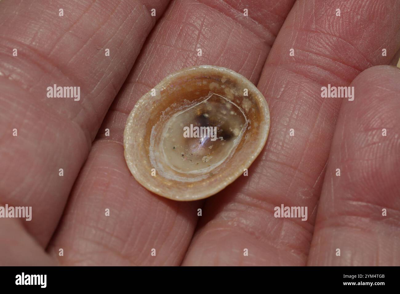 Blue-rayed Limpet (Patella pellucida Stock Photo - Alamy