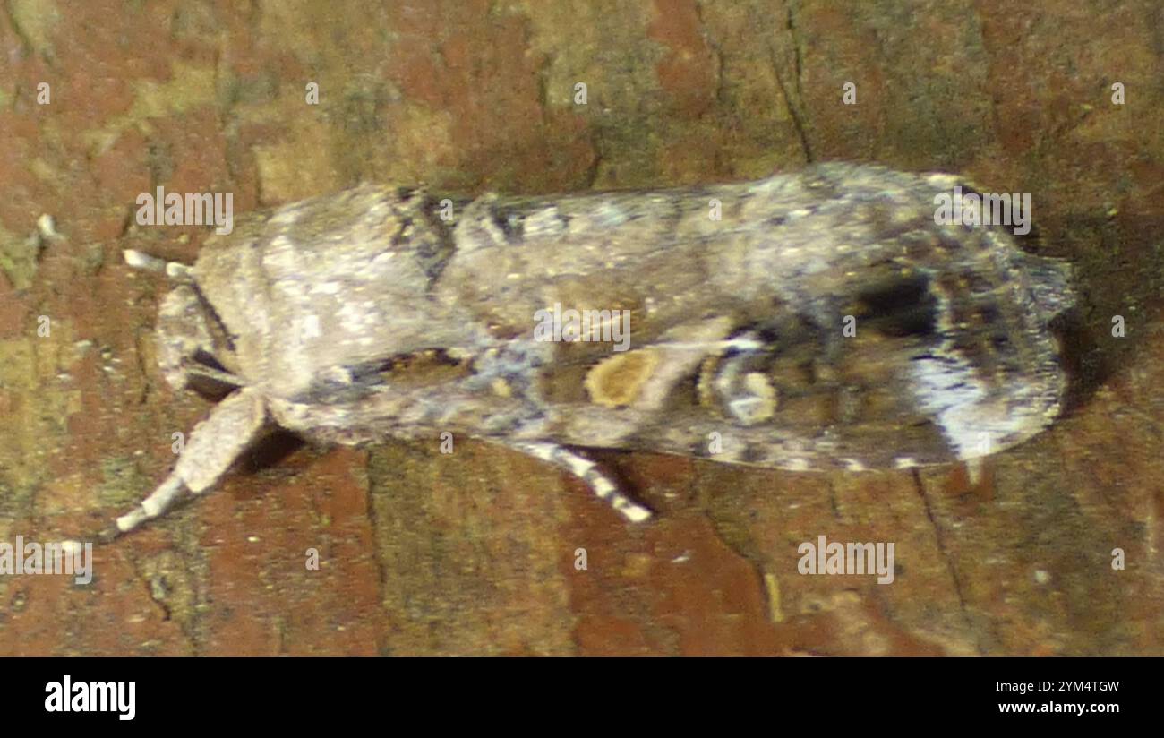 Fall Armyworm Moth (Spodoptera frugiperda Stock Photo - Alamy