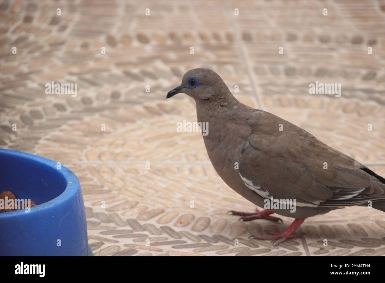 West Peruvian Dove (Zenaida meloda Stock Photo - Alamy