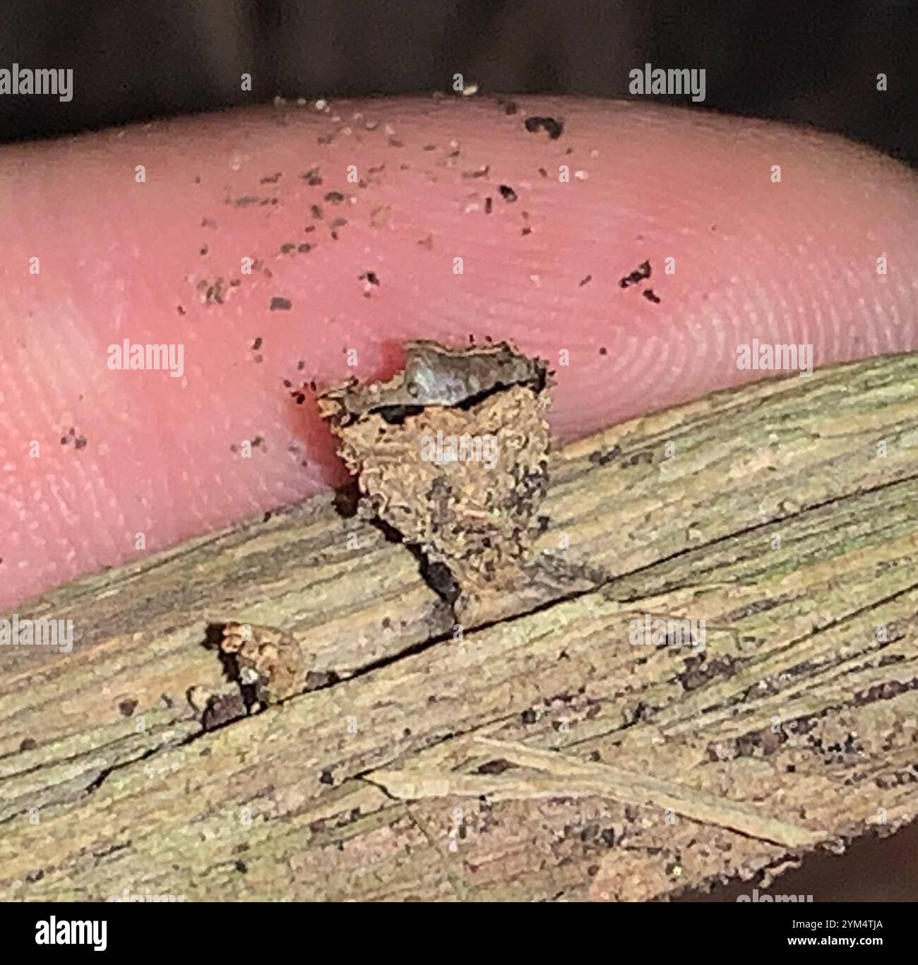 bird's nest fungi (Nidulariaceae Stock Photo - Alamy