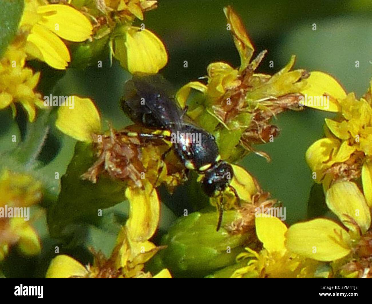 Masked Bees (Hylaeus Stock Photo - Alamy