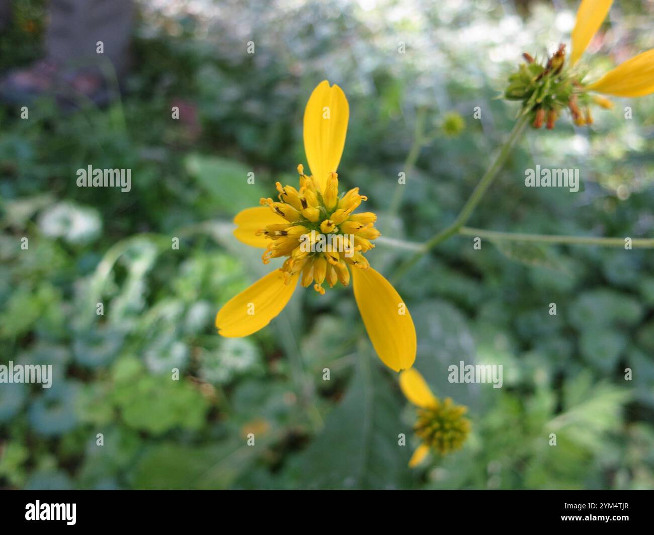 Wingstem (Verbesina alternifolia Stock Photo - Alamy