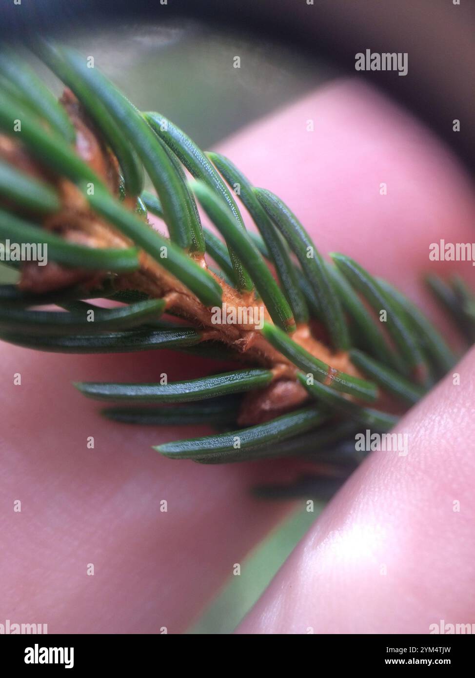 red spruce (Picea rubens Stock Photo - Alamy
