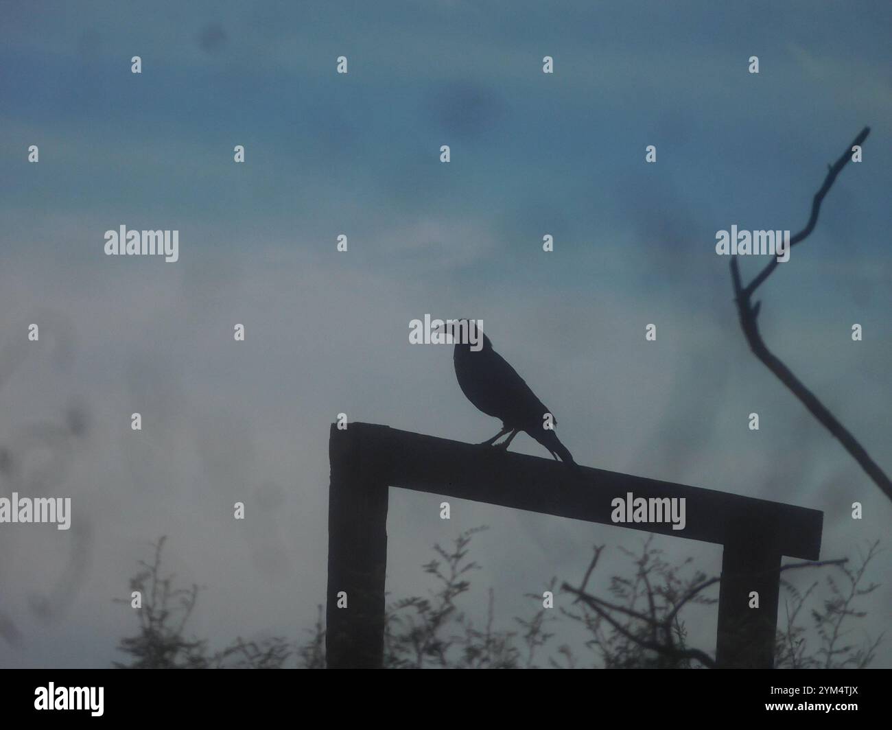 Chihuahuan raven hi-res stock photography and images - Alamy