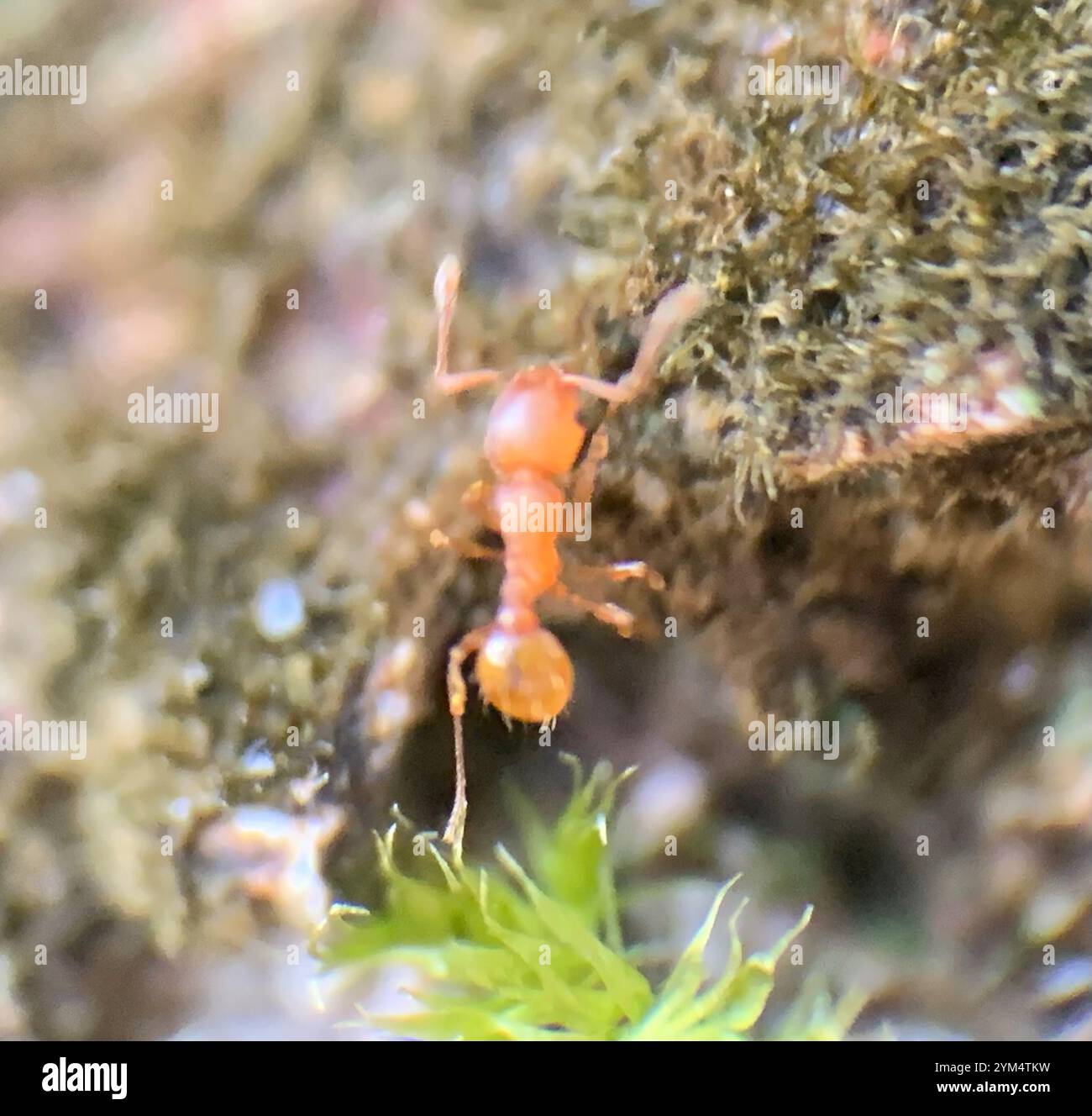 Little Fire Ant (Wasmannia auropunctata Stock Photo - Alamy
