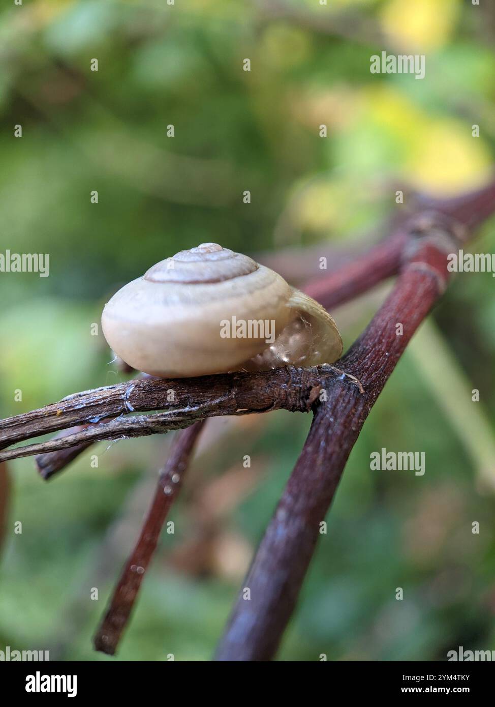 Kentish Snail (Monacha cantiana Stock Photo - Alamy