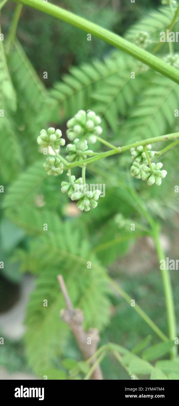 Pacara Earpod Tree (Enterolobium contortisiliquum Stock Photo - Alamy