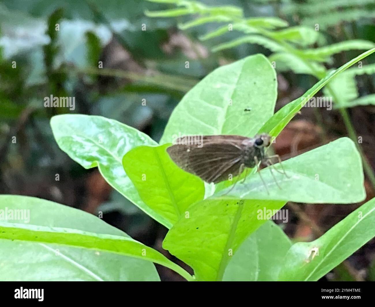 Three-spotted Skipper (Cymaenes tripunctus Stock Photo - Alamy