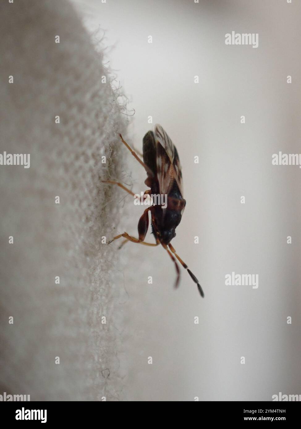 Thomson's groundbug (Scolopostethus thomsoni Stock Photo - Alamy