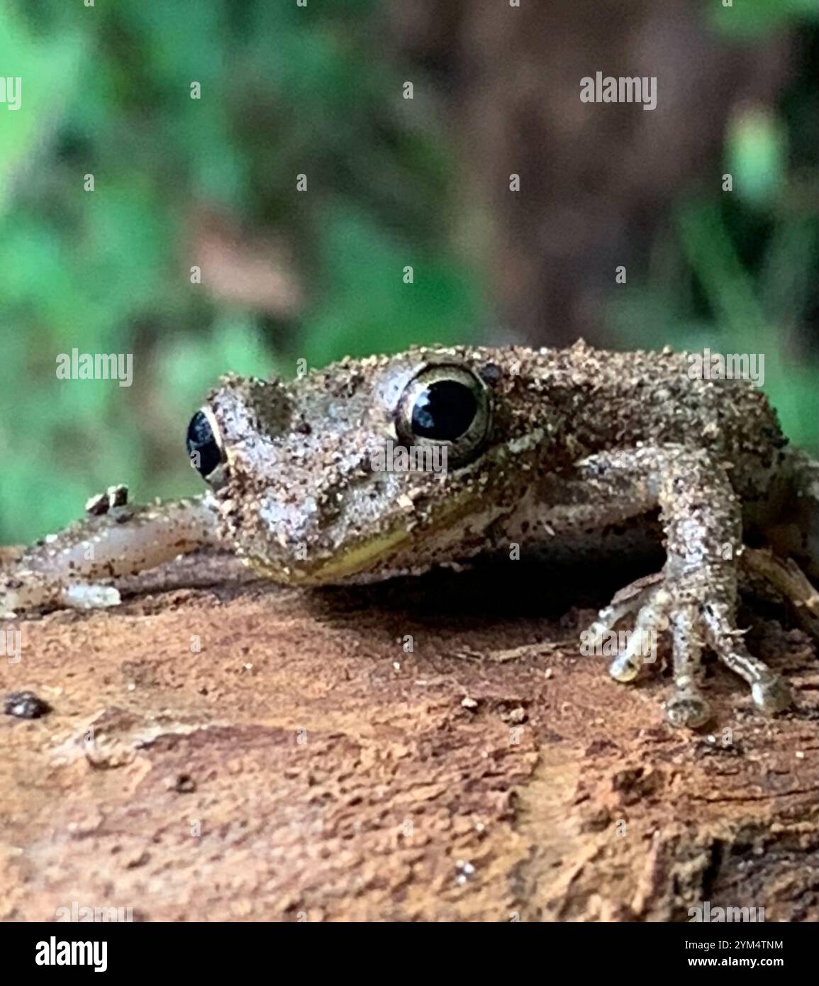 Cuban Tree Frog (Osteopilus septentrionalis Stock Photo - Alamy