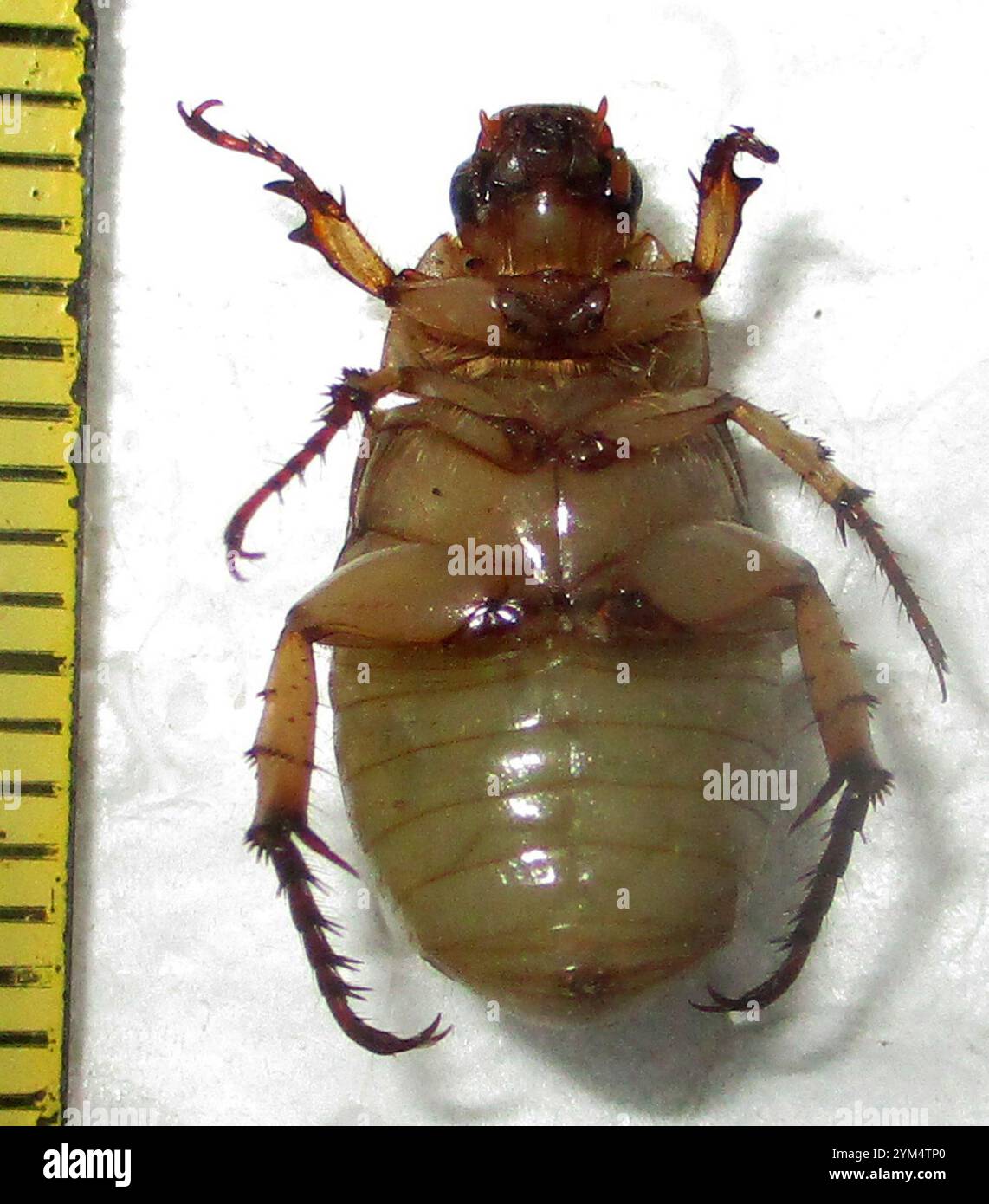 Shining Leaf Chafers (Rutelinae Stock Photo - Alamy