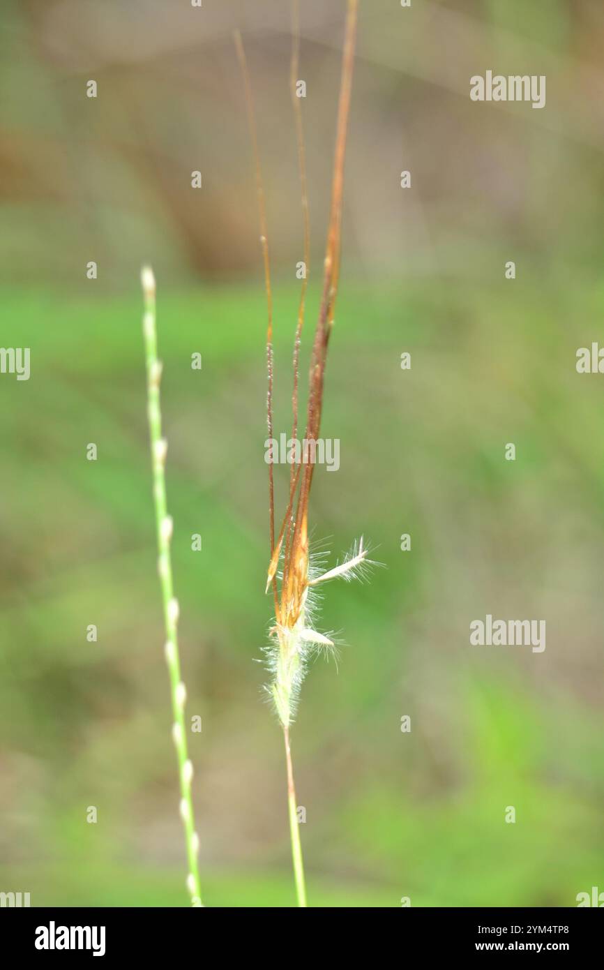 tanglehead (Heteropogon contortus Stock Photo - Alamy