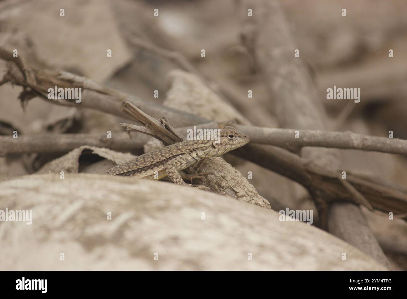 Peru Pacific Iguana (Microlophus peruvianus Stock Photo - Alamy