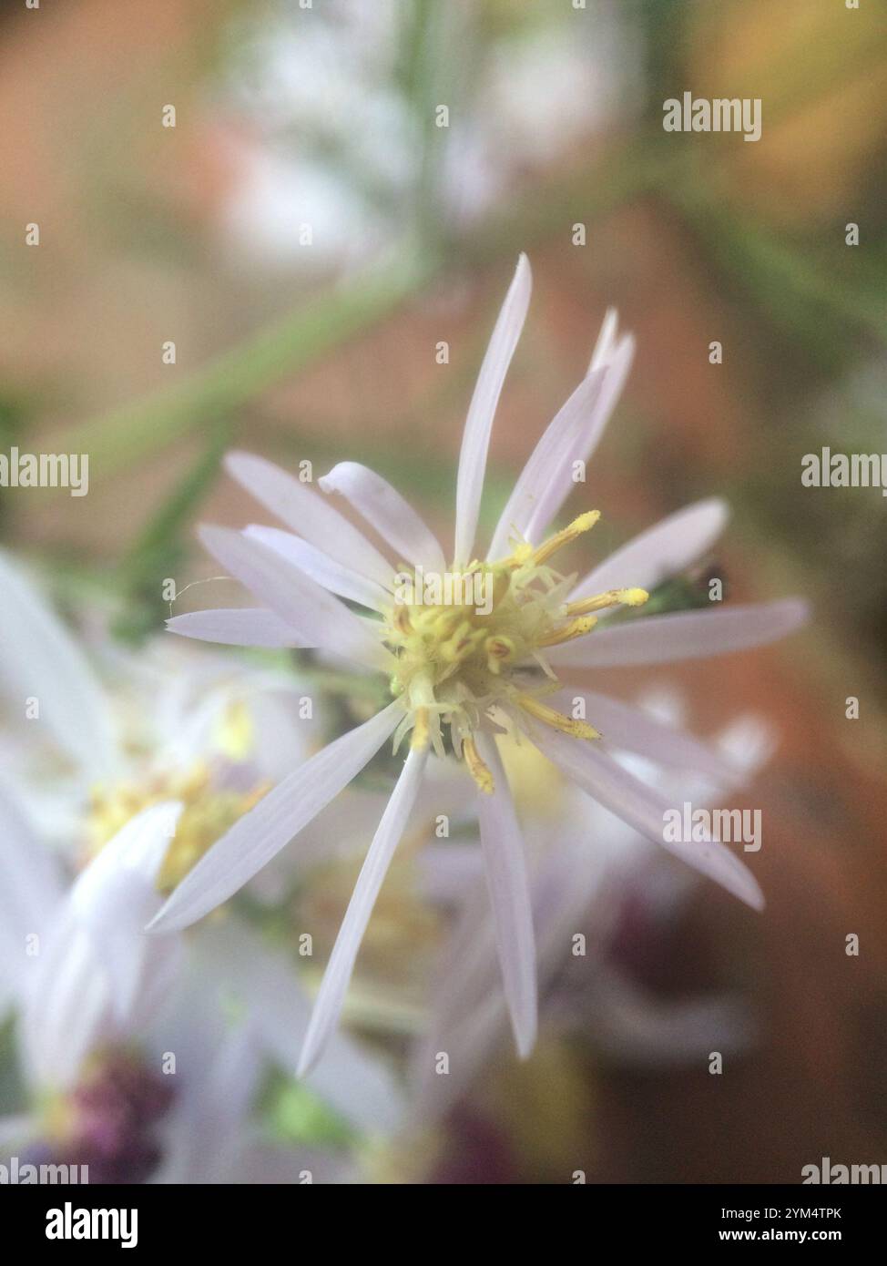 Common Blue Wood Aster (Symphyotrichum cordifolium Stock Photo - Alamy
