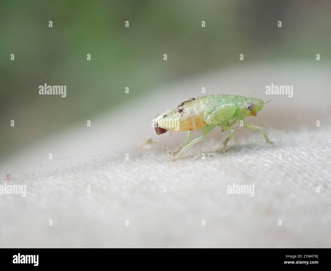 Meadow Spittlebug (Philaenus spumarius Stock Photo - Alamy