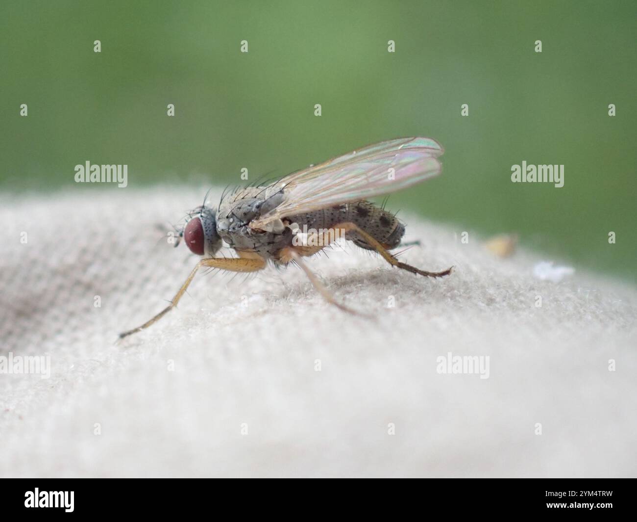 House Flies and Allies (Muscidae Stock Photo - Alamy