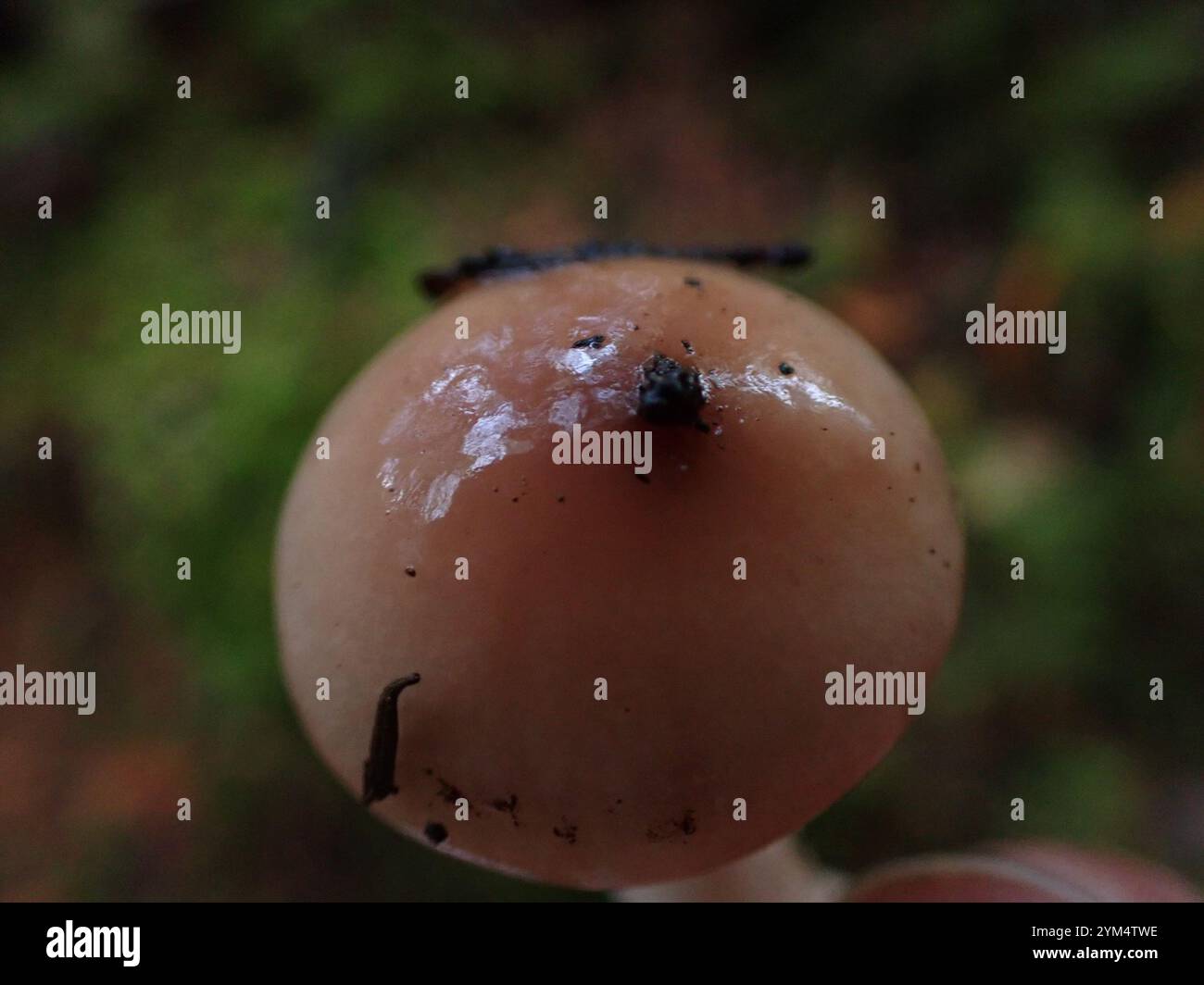 Smith's Slime Spike (Gomphidius smithii Stock Photo - Alamy