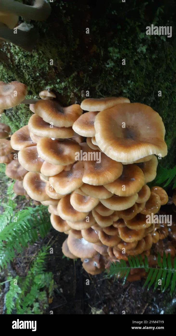 honey mushrooms (Armillaria Stock Photo - Alamy