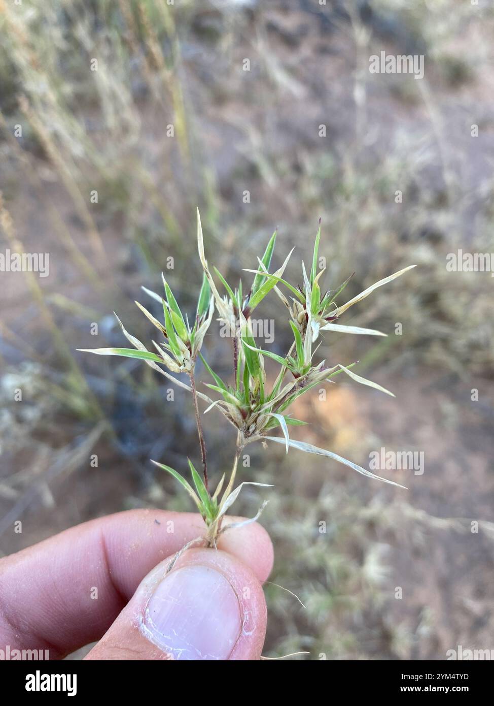 False Buffalograss (Munroa squarrosa Stock Photo - Alamy