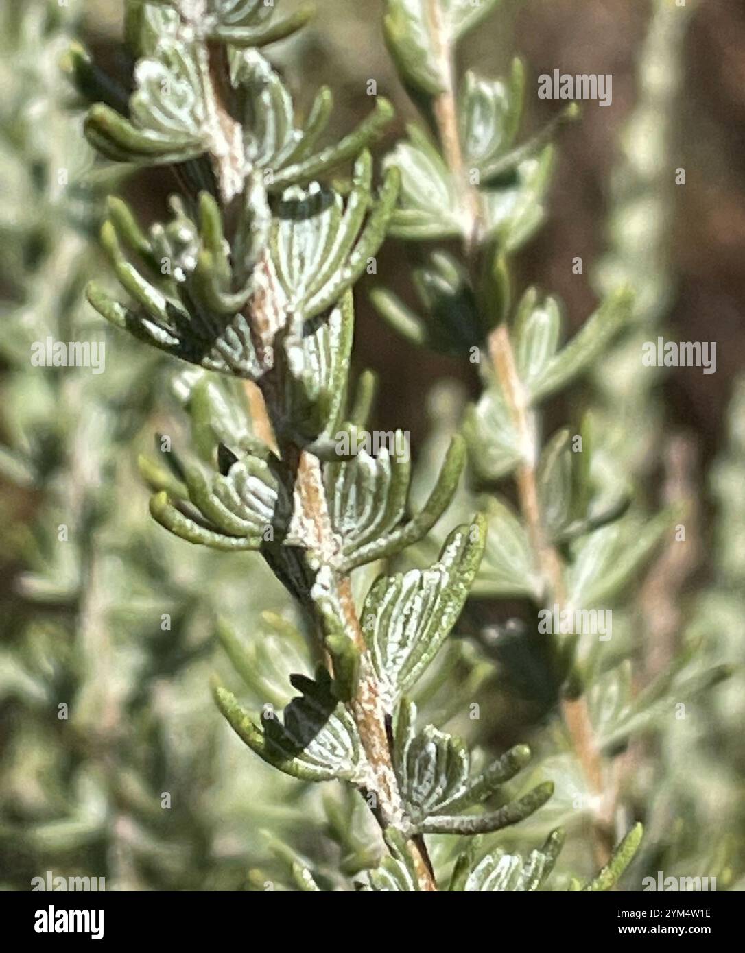 Ericameria ericoides hi-res stock photography and images - Alamy