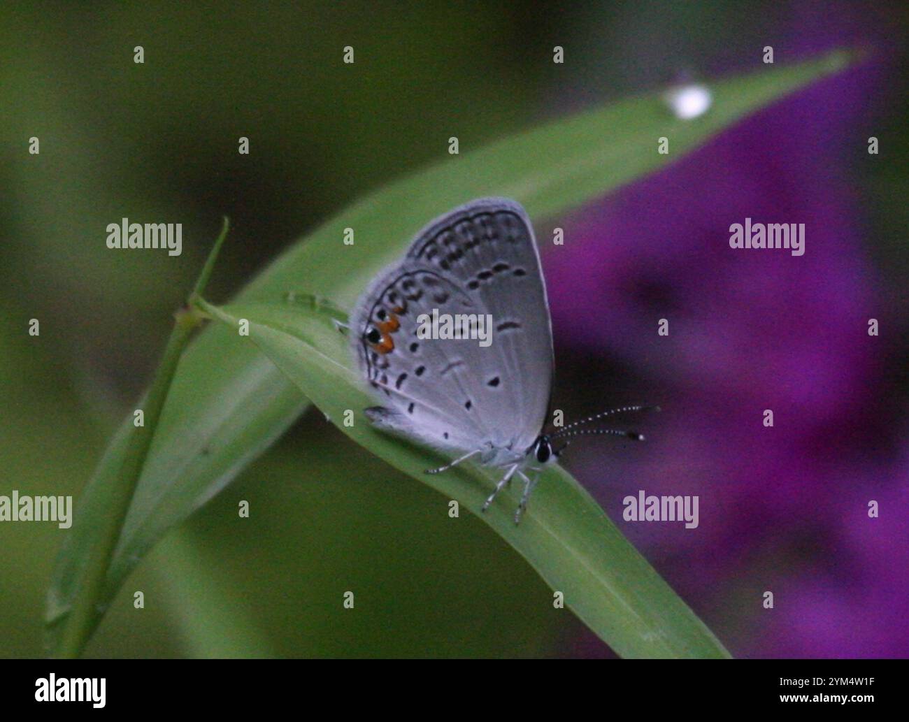 Eastern Tailed-Blue (Cupido comyntas Stock Photo - Alamy