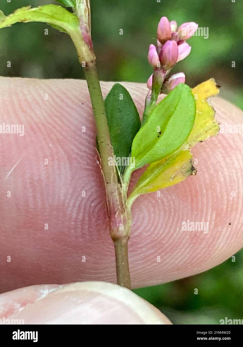 low smartweed (Persicaria longiseta Stock Photo - Alamy