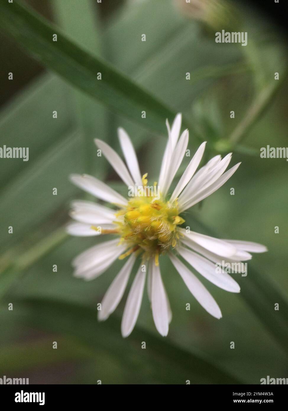 common panicled aster (Symphyotrichum lanceolatum lanceolatum Stock ...