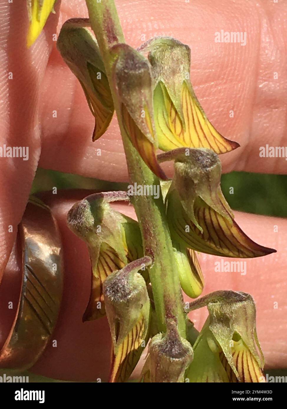 Crotalaria pallida hi-res stock photography and images - Alamy