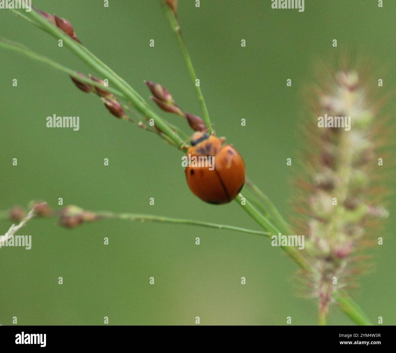Maculate Ladybird (Harmonia octomaculata Stock Photo - Alamy