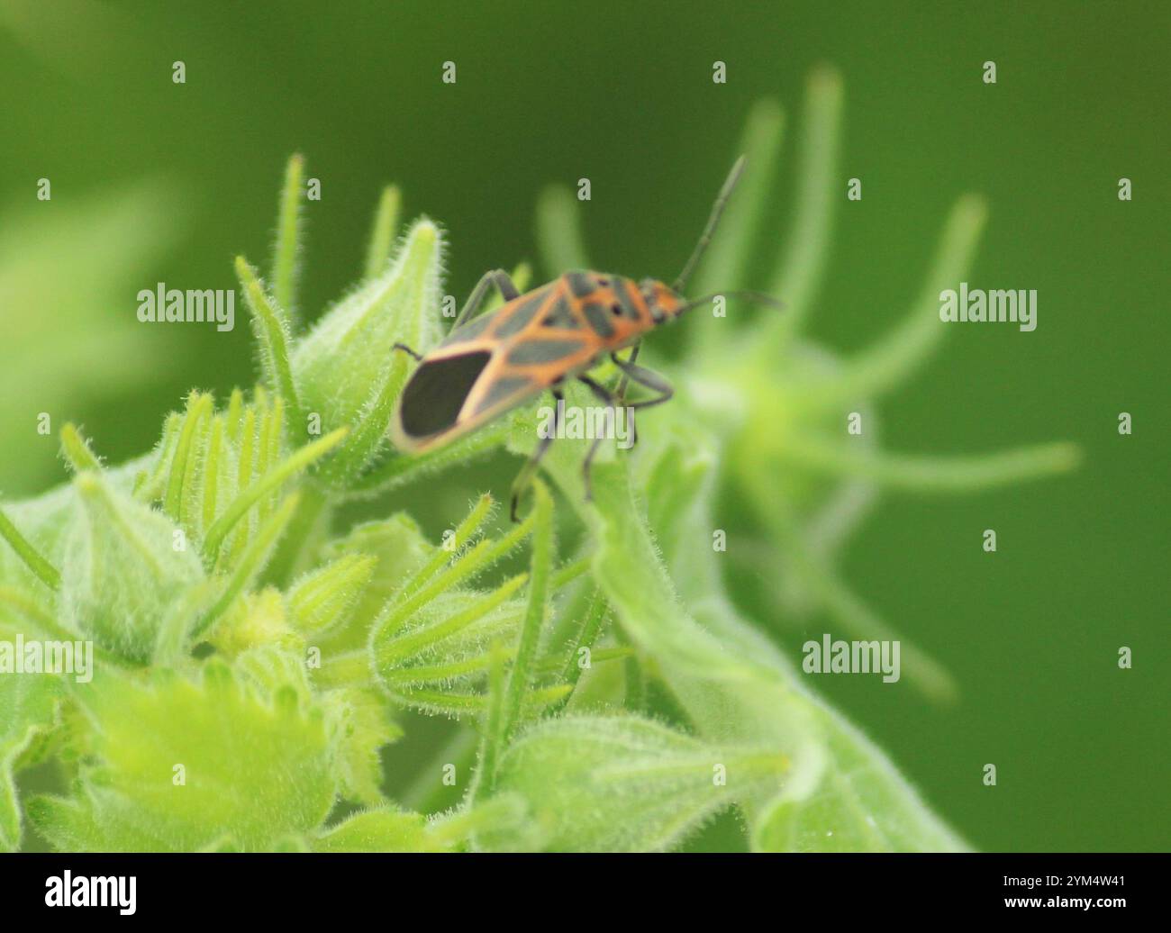 Seed-eating Bugs (Graptostethus Stock Photo - Alamy