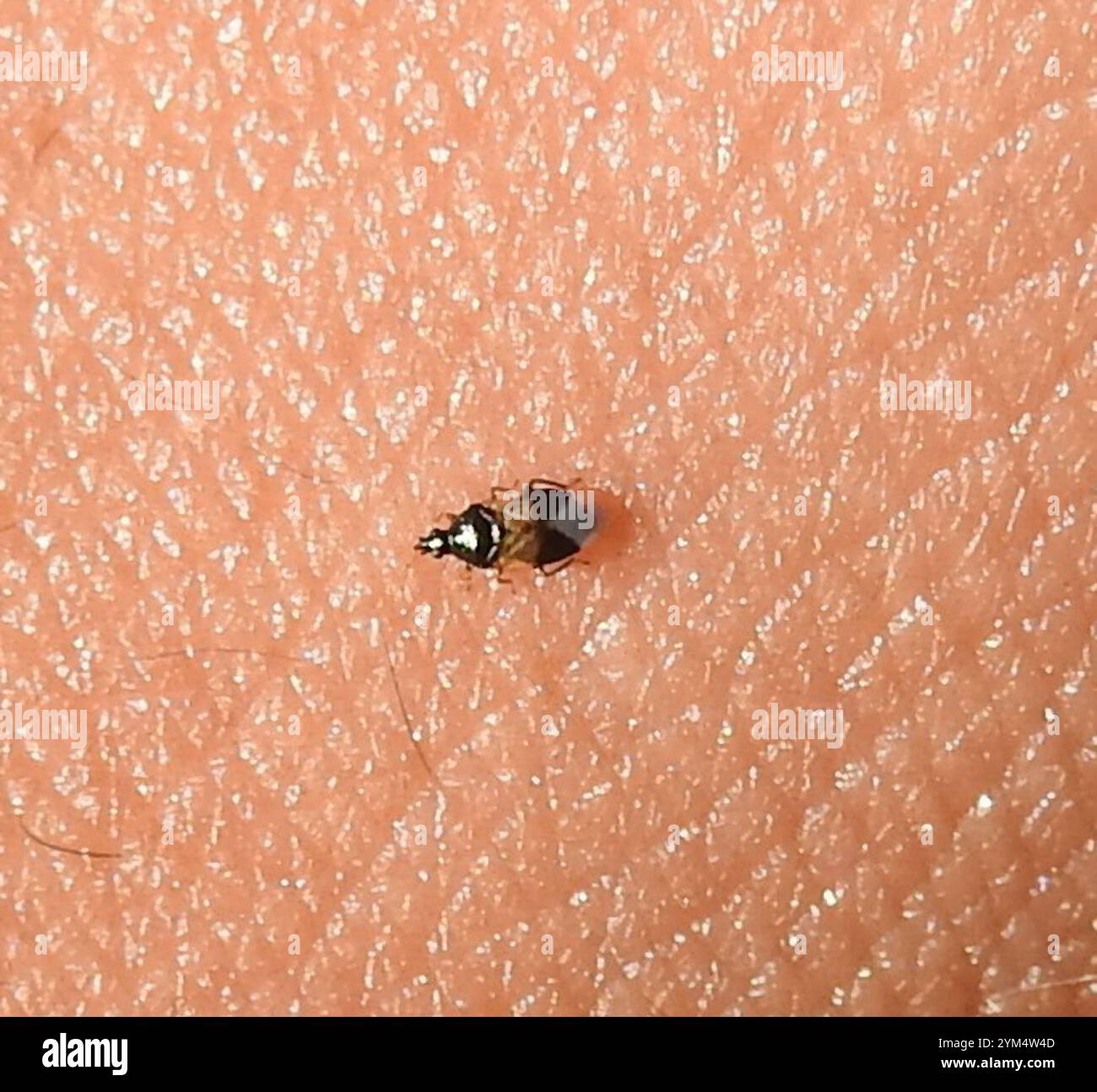Minute pirate bugs (Anthocoridae Stock Photo - Alamy