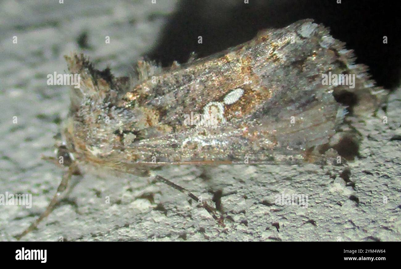 Plusiine Looper Moths (Plusiinae Stock Photo - Alamy