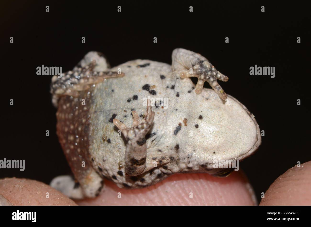 Karoo Toad (Vandijkophrynus gariepensis Stock Photo - Alamy