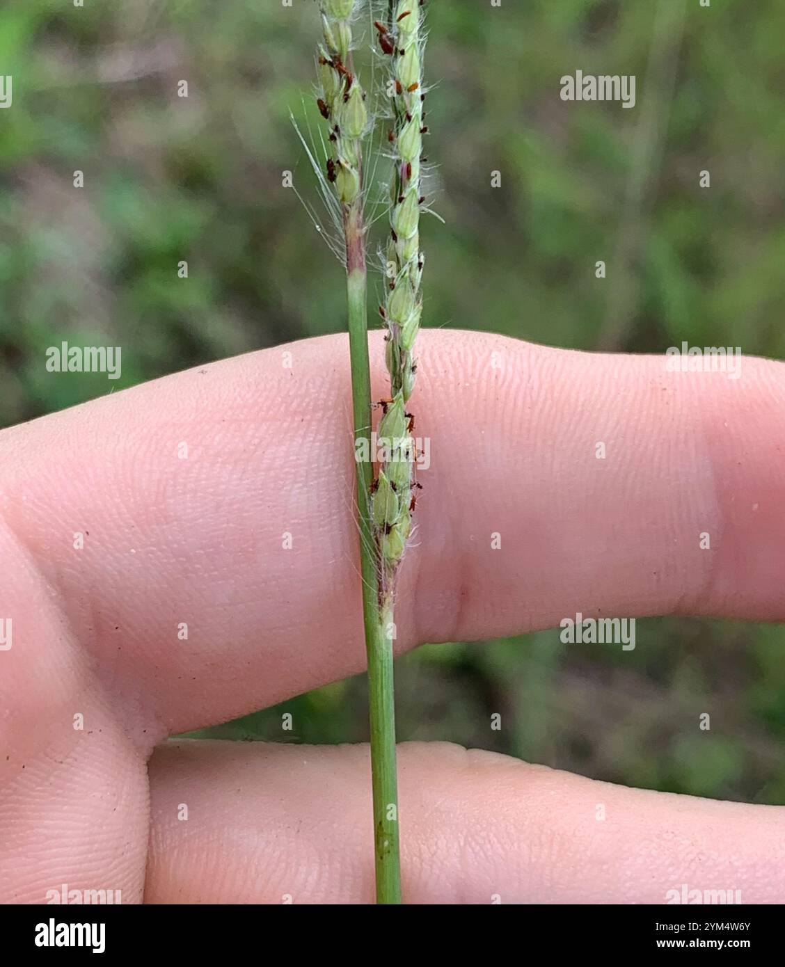 Vasey Grass (Paspalum urvillei Stock Photo - Alamy