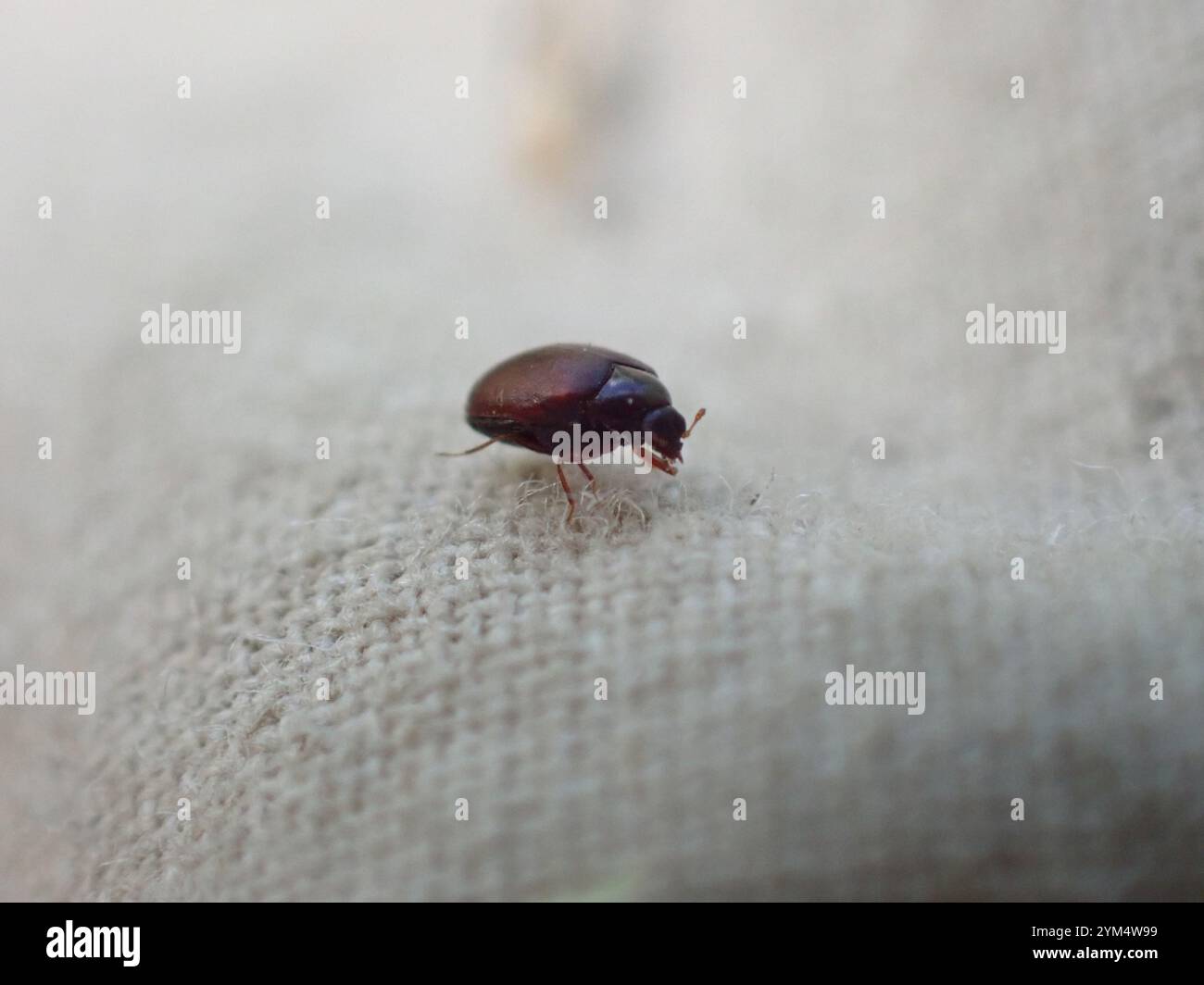 Skin Beetles (Dermestidae Stock Photo - Alamy