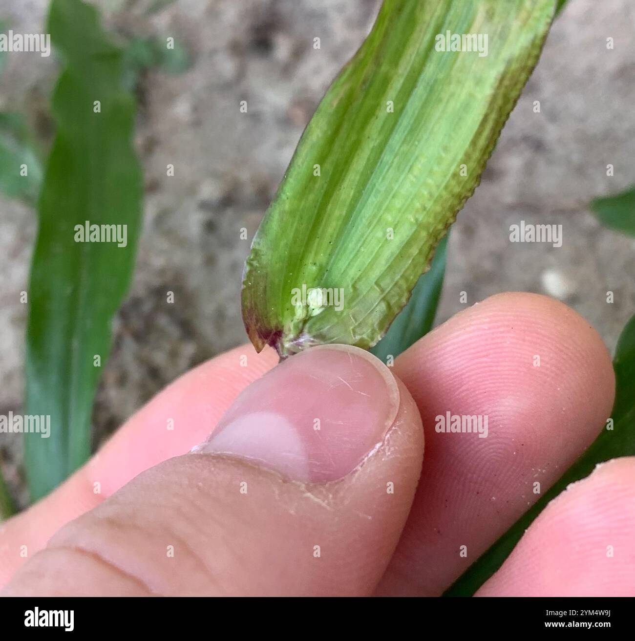 bristlegrasses, bluestems, paspalums, and allies (Panicoideae Stock ...