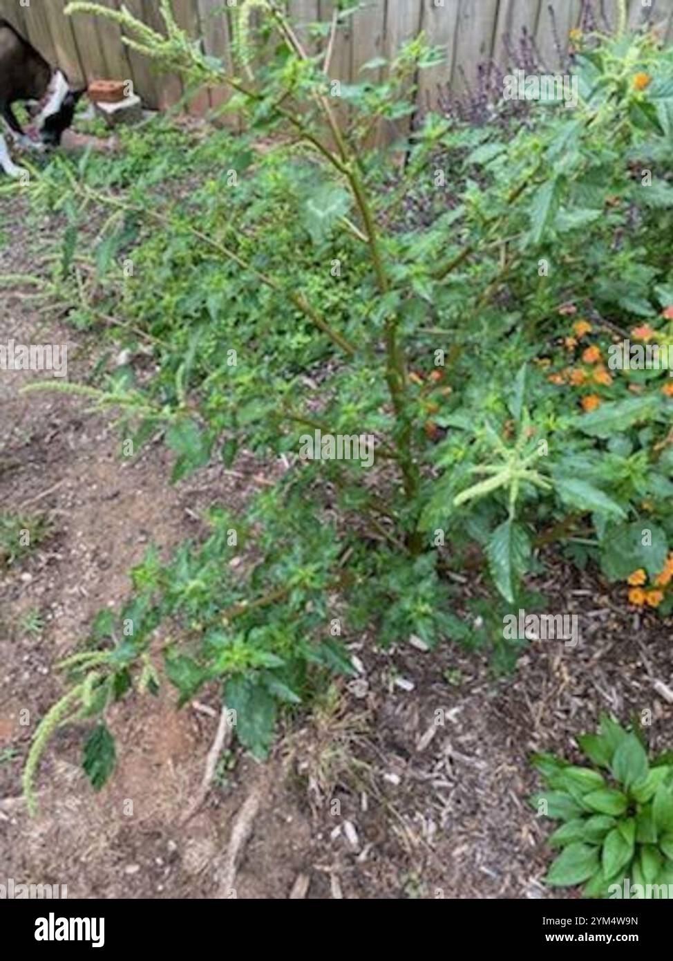 spiny amaranth (Amaranthus spinosus Stock Photo - Alamy