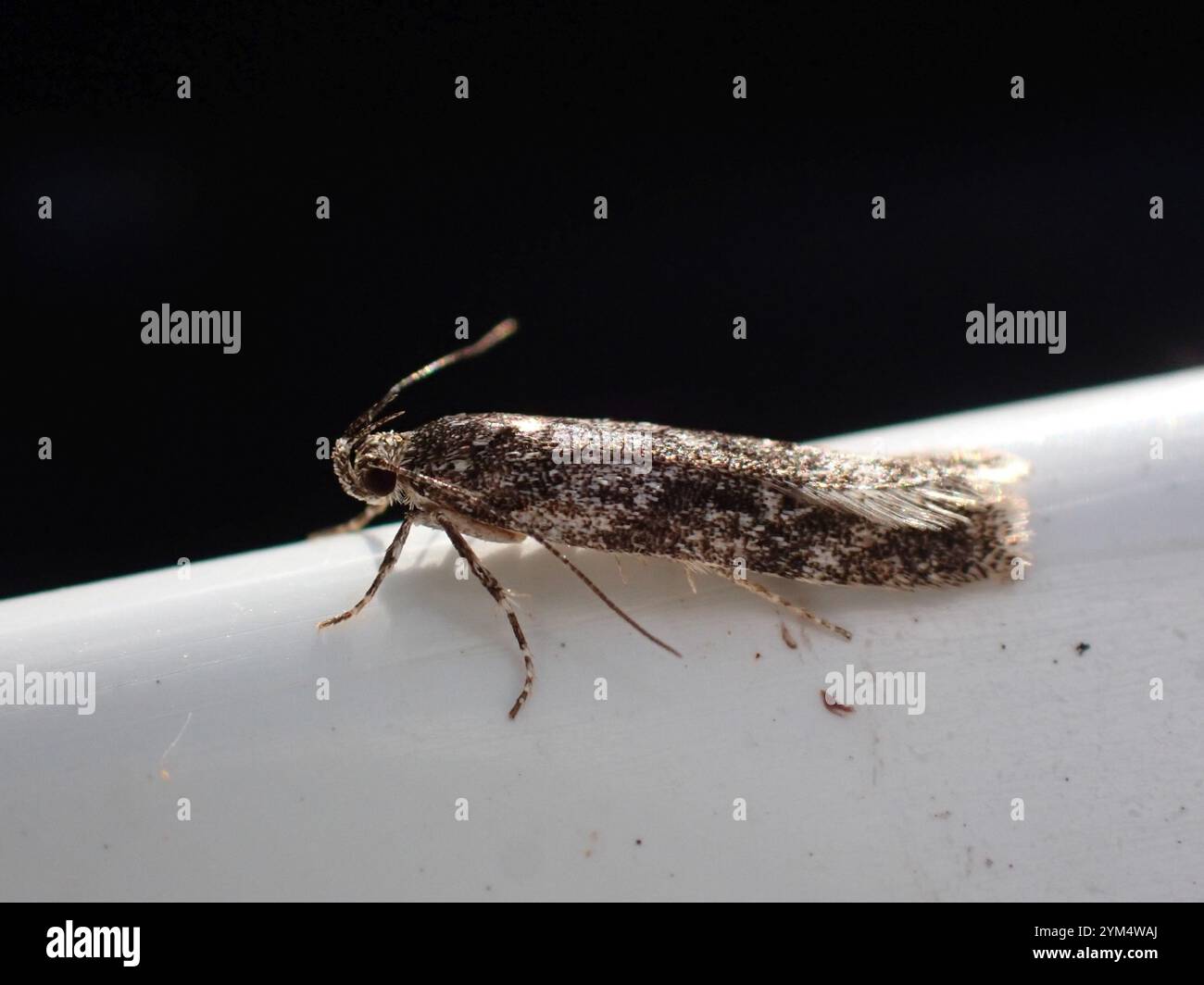Curved-horn Moths (Gelechioidea Stock Photo - Alamy