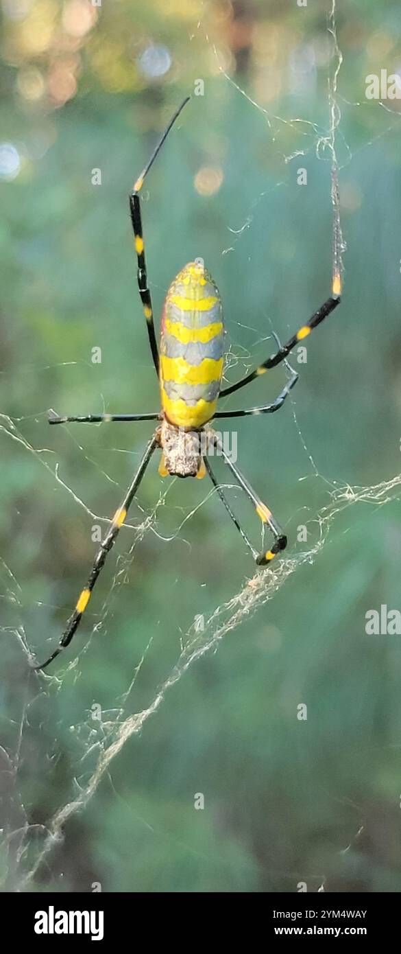 Joro Spider (Trichonephila clavata Stock Photo - Alamy
