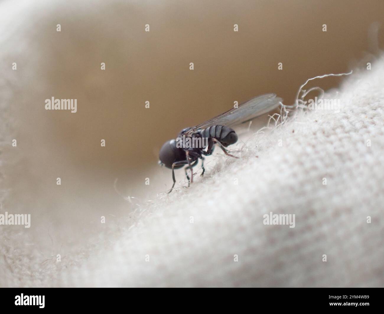 Big-headed Flies (Pipunculidae Stock Photo - Alamy