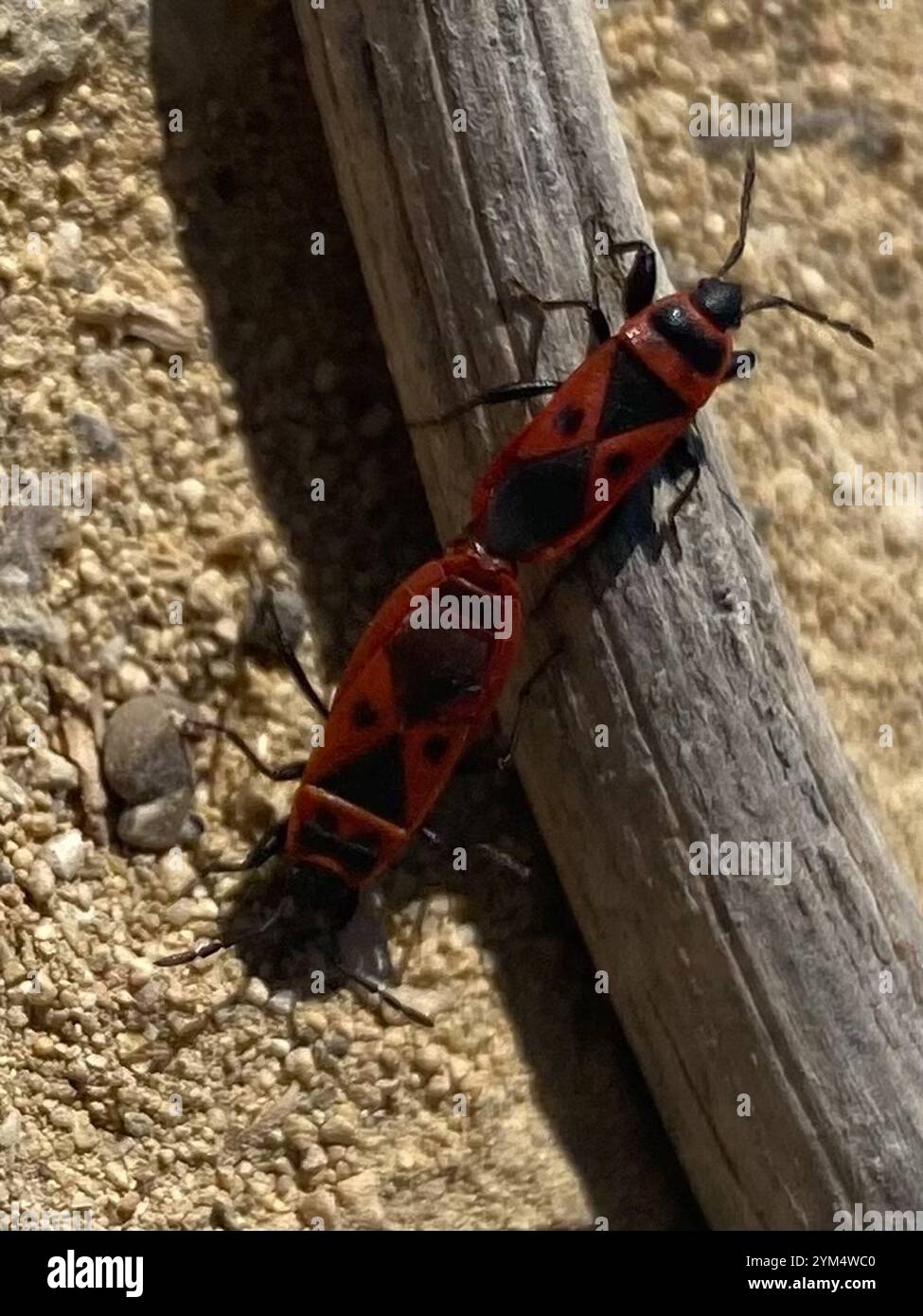 Mediterranean red bug (Scantius aegyptius Stock Photo - Alamy