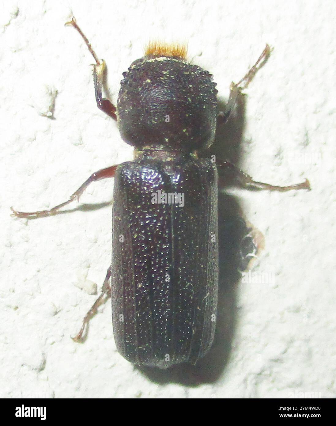 Auger Beetles (Bostrichidae Stock Photo - Alamy