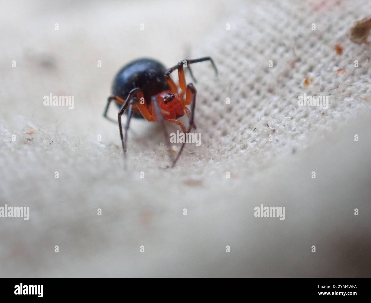 Sheetweb and Dwarf Weavers (Linyphiidae Stock Photo - Alamy